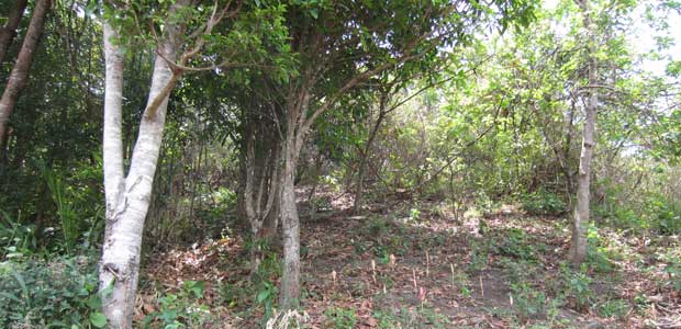 Myanmar: Could an unusual yam help the march of community forestry ...